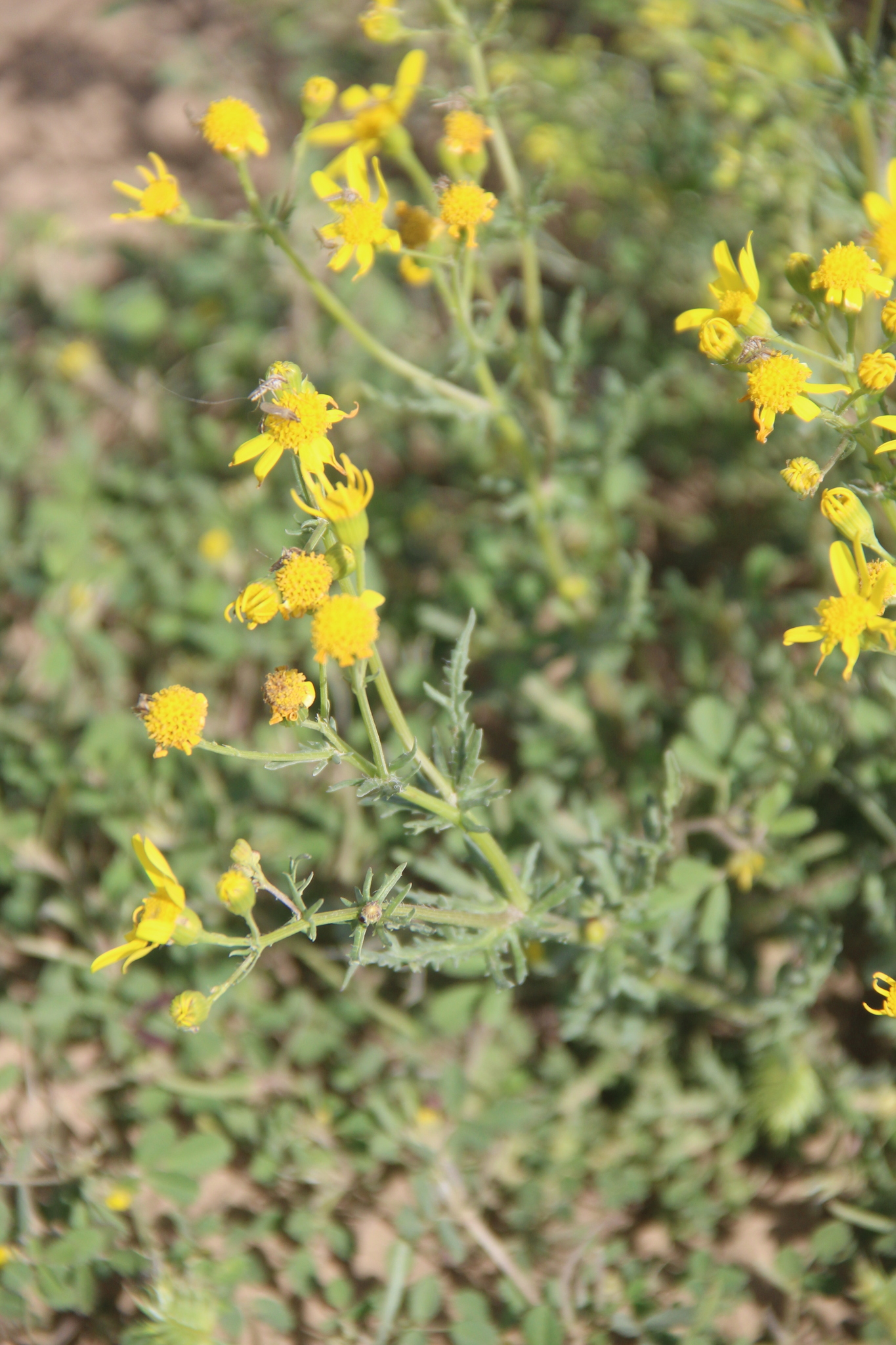 Senecio glaucus subsp. coronopifolius (Maire) C.Alexander