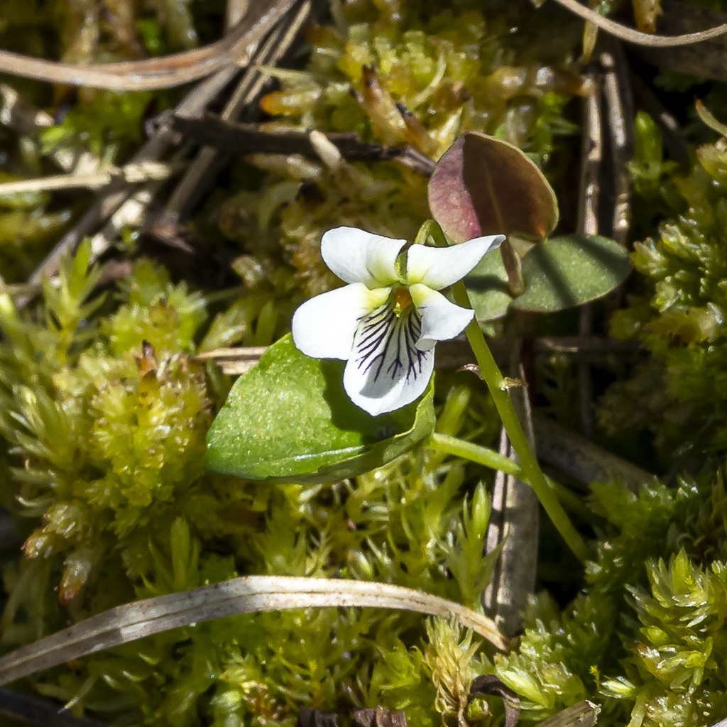 northern white violet from Rockland County, NY, USA on April 21, 2023 ...
