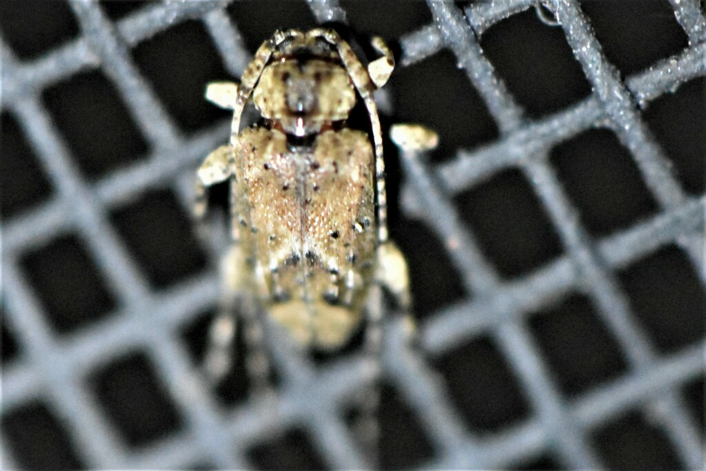 Acanthocinini from Inwood, FL, USA on April 22, 2023 at 08:53 PM by Tom ...