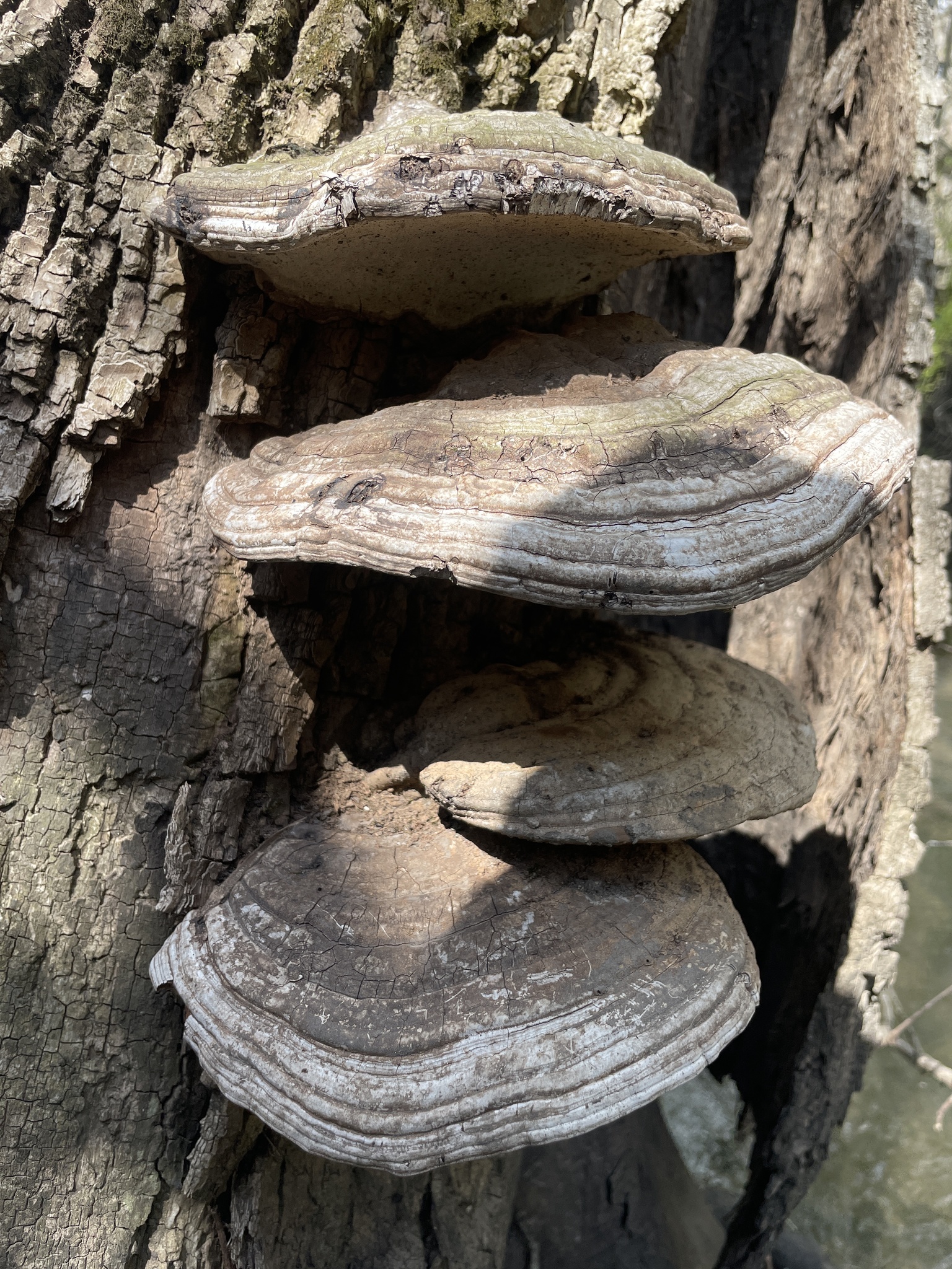 Ganoderma megaloma (Lév.) Bres.