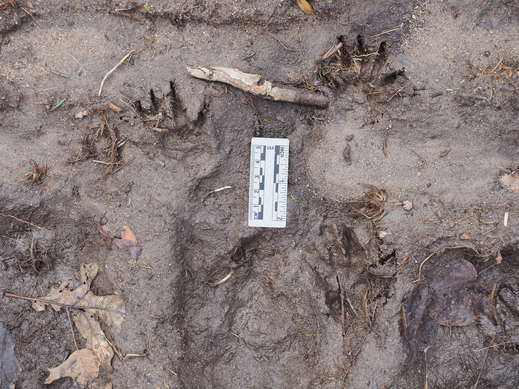 Groundhog from Brooklyn Park, MN, USA on April 23, 2023 at 11:43 AM by ...