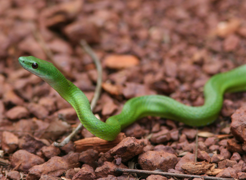 Common Green Racer from Carajás, Parauapebas - PA, 68515-000, Brazil on ...
