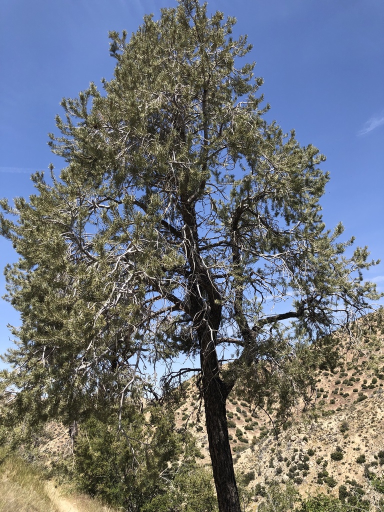 singleleaf pinyon in April 2023 by serotiny · iNaturalist