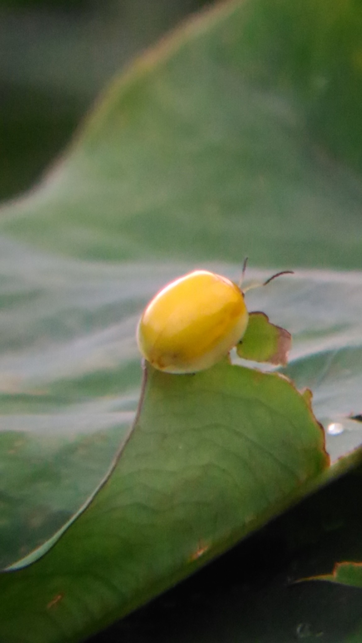 Oides maculatus (Olivier, 1807)