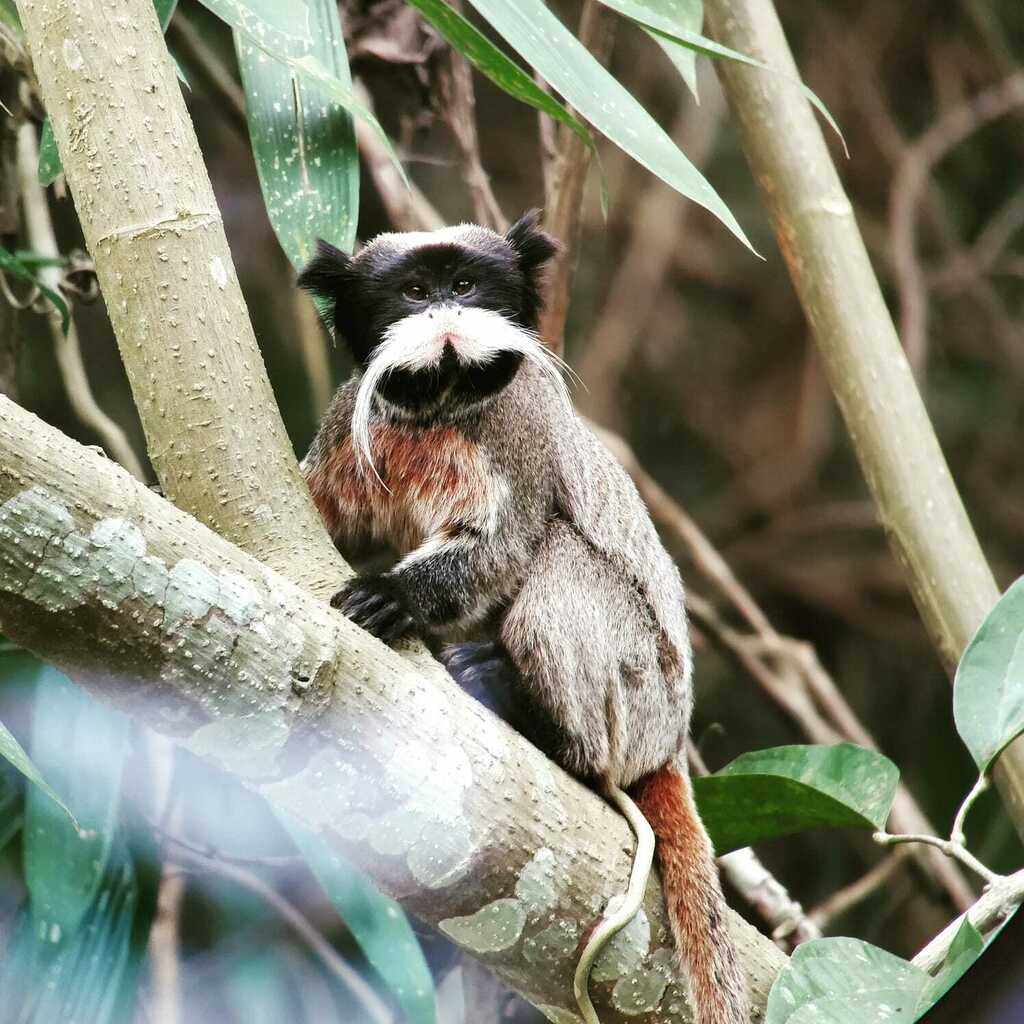 Black-chinned Emperor Tamarin from Rio Branco - State of Acre, Brazil ...
