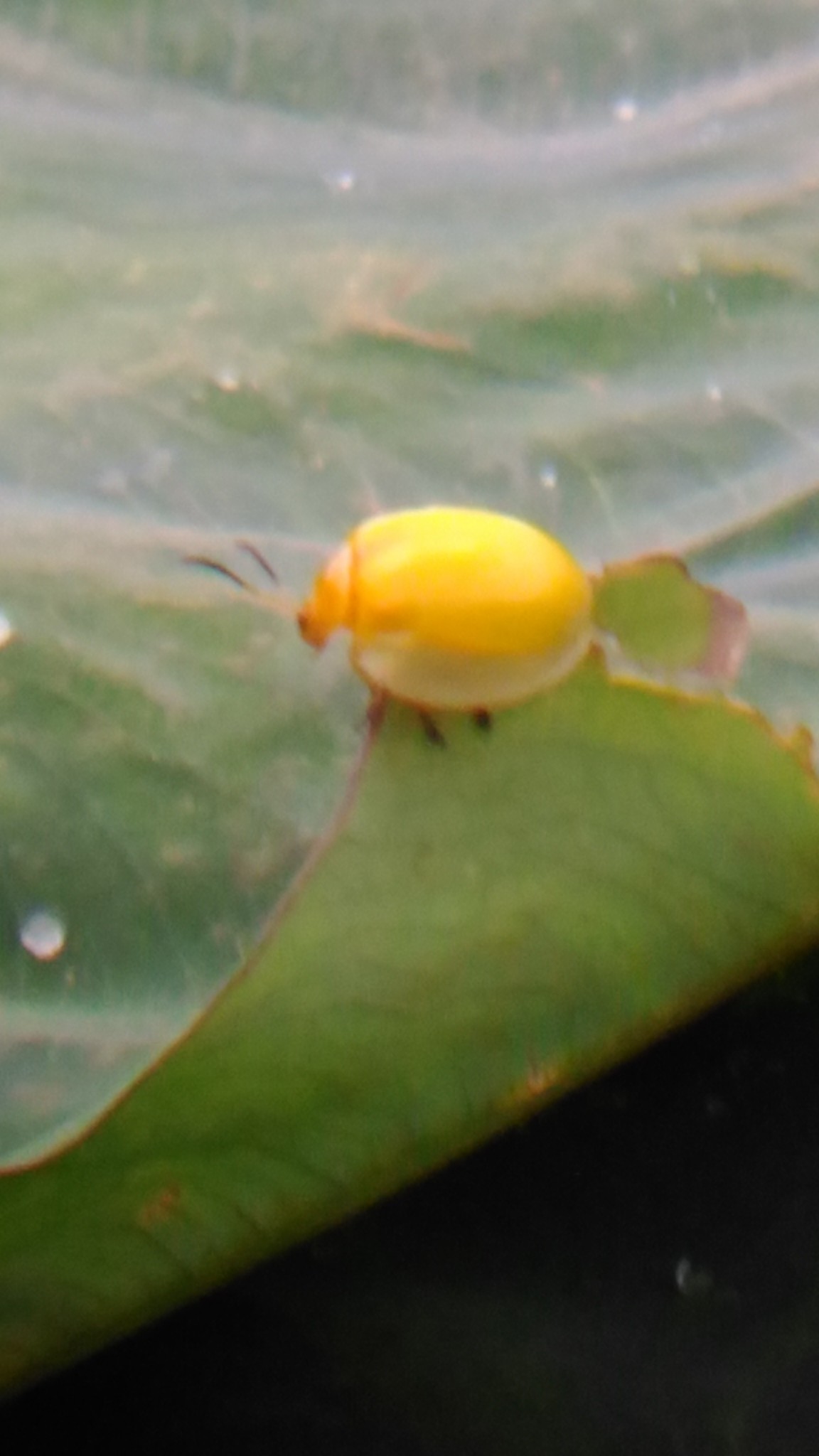 Oides maculatus (Olivier, 1807)