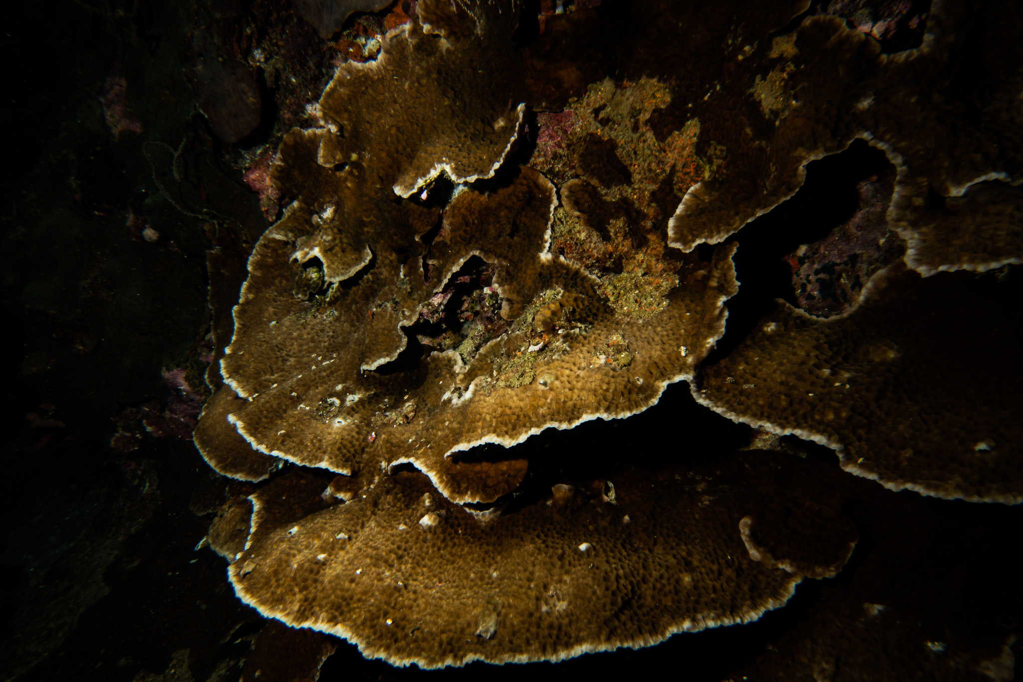 Gardineroseris planulata (Dana, 1846)