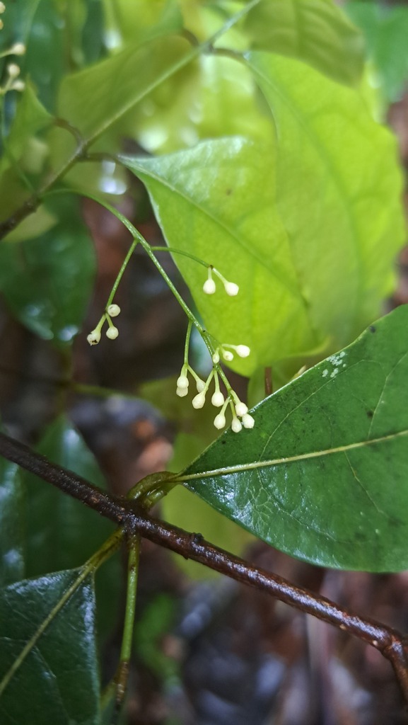 Licaria debilis from Matoury 97351, French Guiana on April 23, 2023 at ...