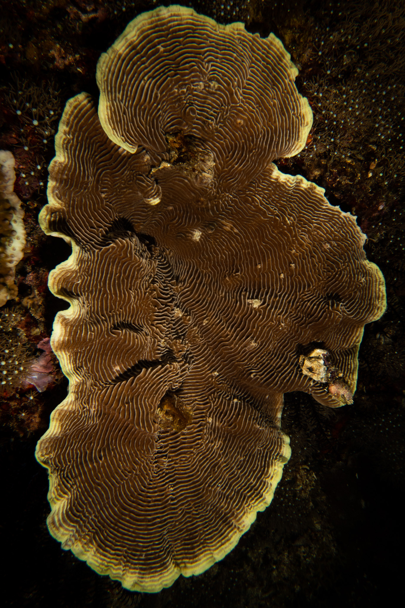 Pachyseris speciosa (Dana, 1846)