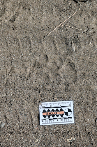 Mountain Lion Tracks – NatureTracking