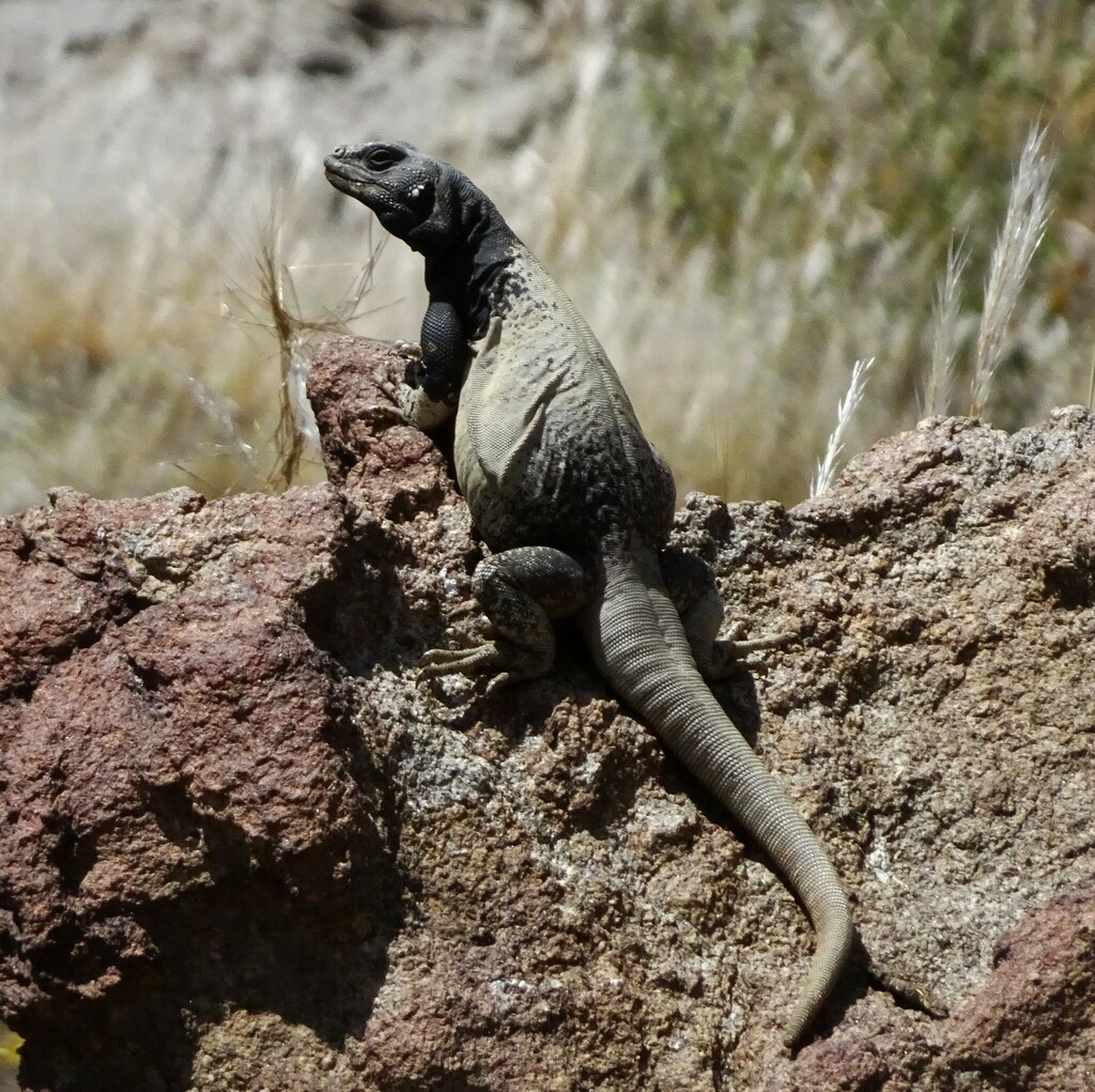 Common Chuckwalla from Palm Springs, CA, USA on April 24, 2023 at 12:16 ...