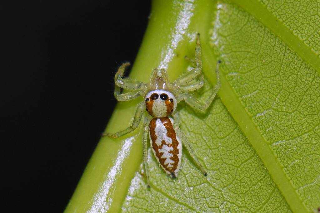 Jolly Epocilla (Spiders of Karnataka) · iNaturalist