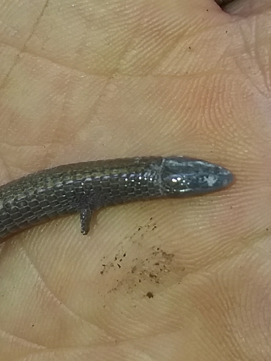 Bachia bicolor (Cope, 1896)