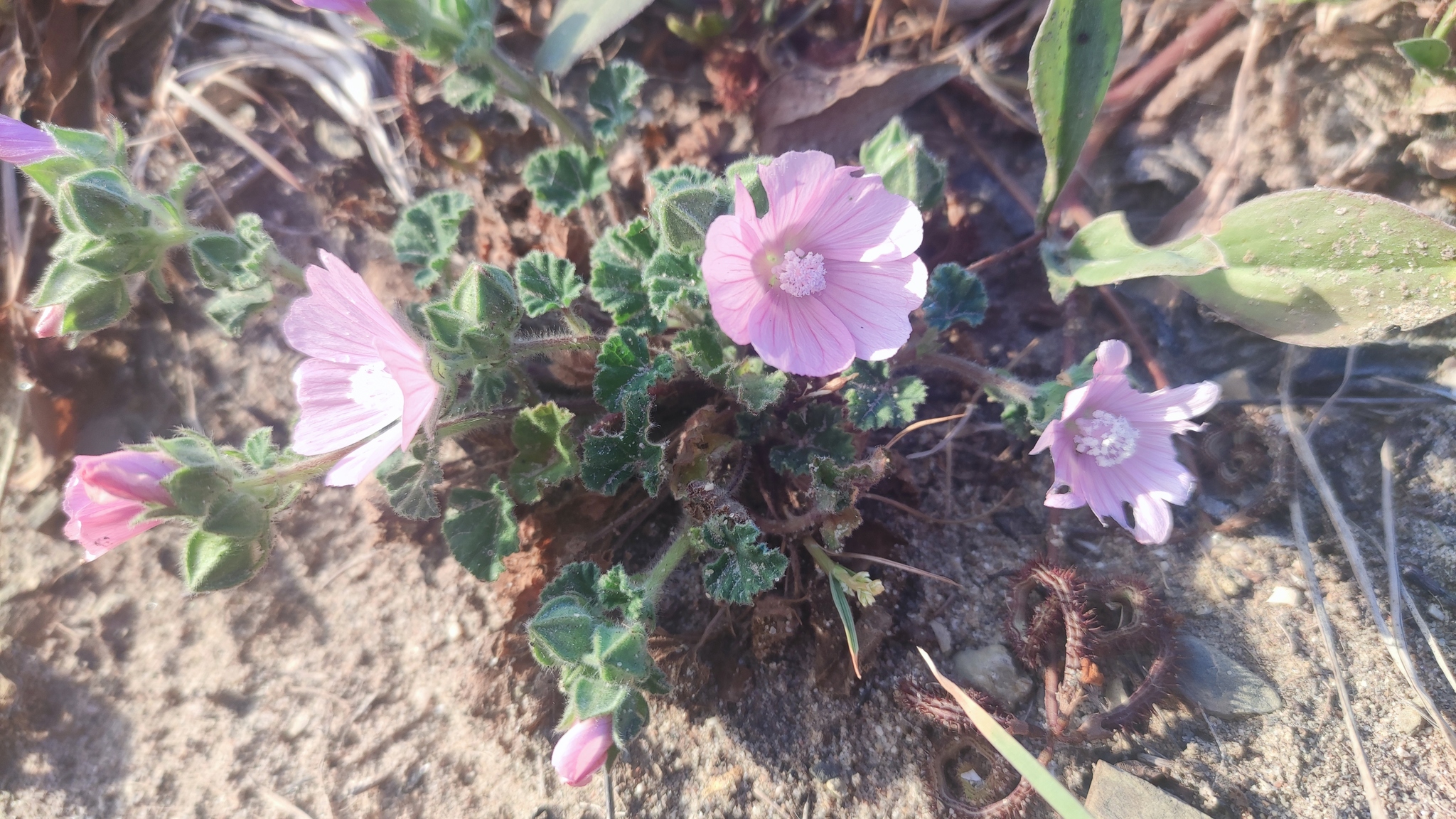 Malva hispanica L.