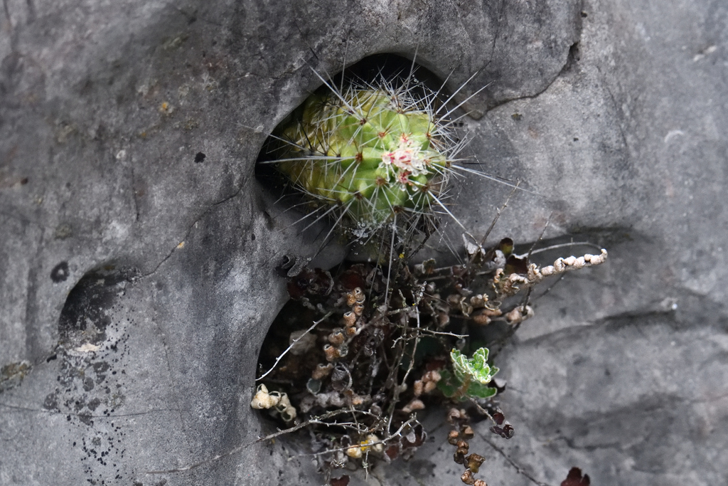 Echinocereus enneacanthus carnosus from Villaldama, N.L., México on ...