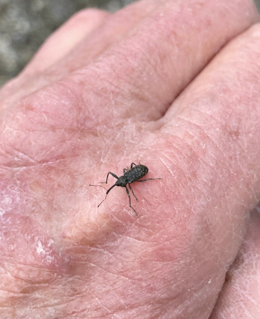 Willow Weevils from Banff, AB, Canada on April 23, 2023 at 02:46 PM by ...