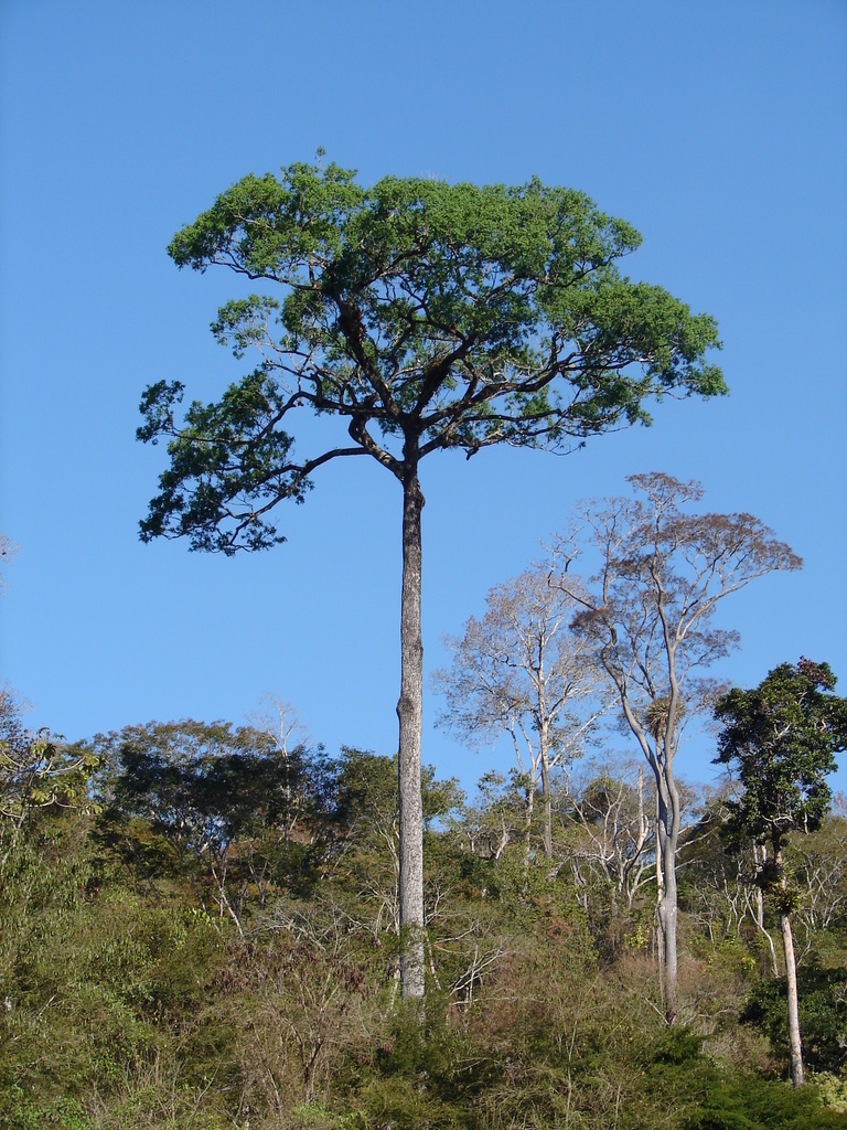 Cariniana legalis in September 2009 by Mariane Kaizer · iNaturalist