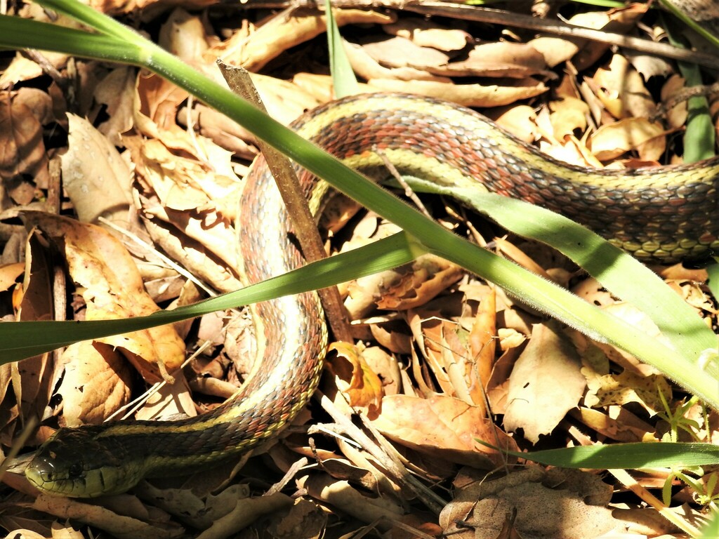 Coast Garter Snake from Sausalito, CA 94965, USA on April 24, 2023 at ...