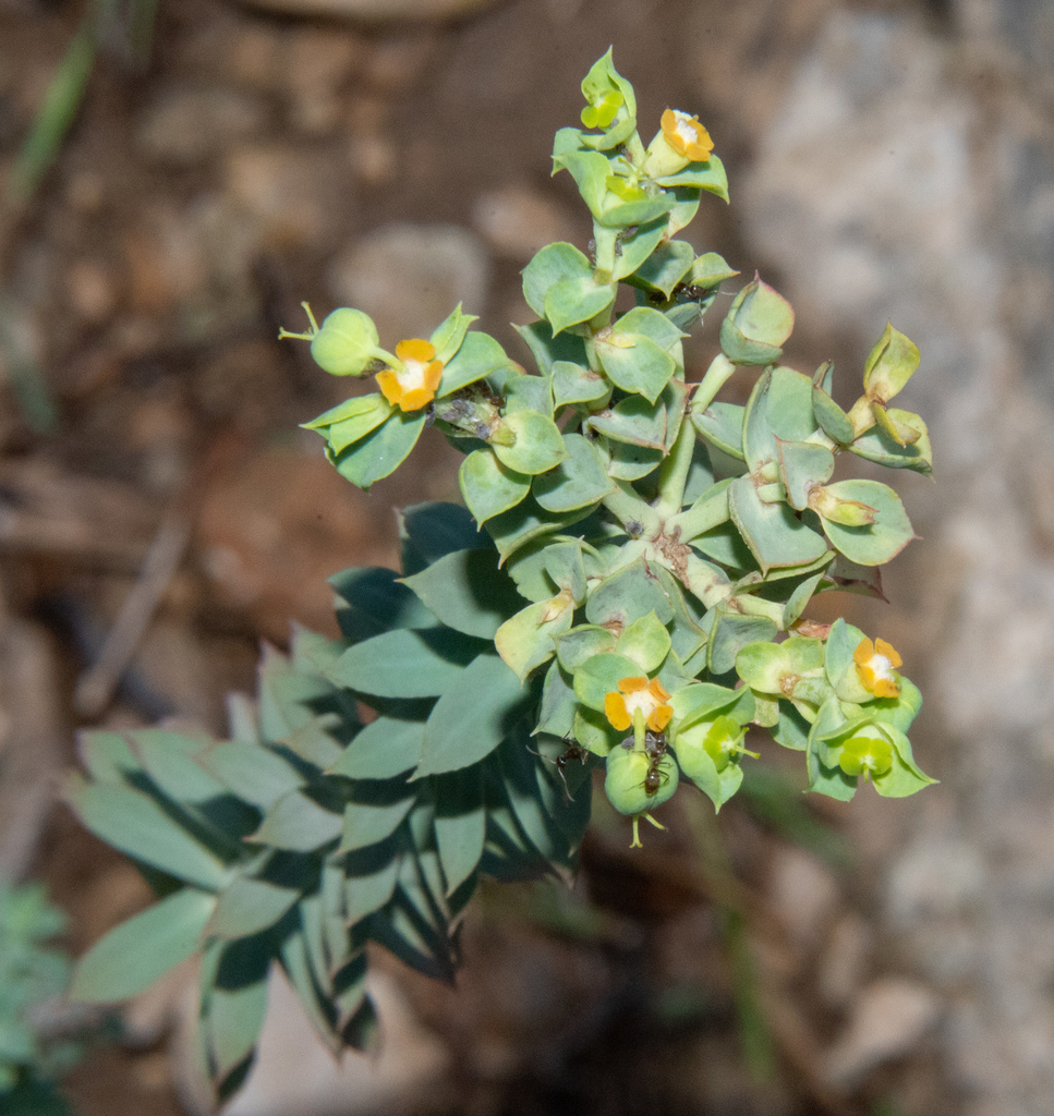 Sea Spurge from Balearic Islands, Spain on October 9, 2018 at 02:00 AM ...