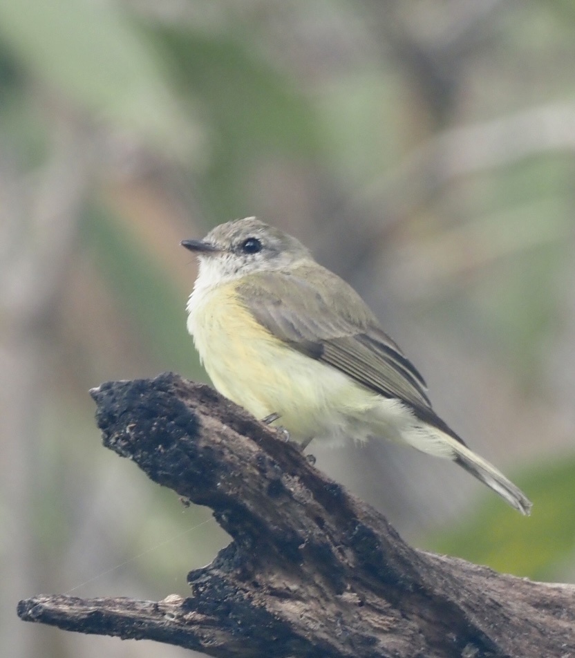 Microeca flavigaster Gould, 1843