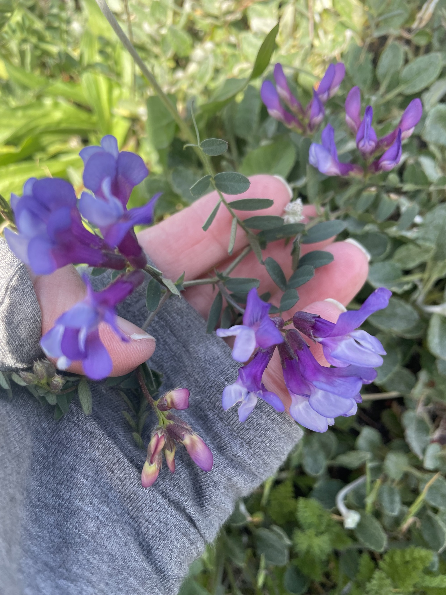 Vicia americana Muhl. ex Willd.