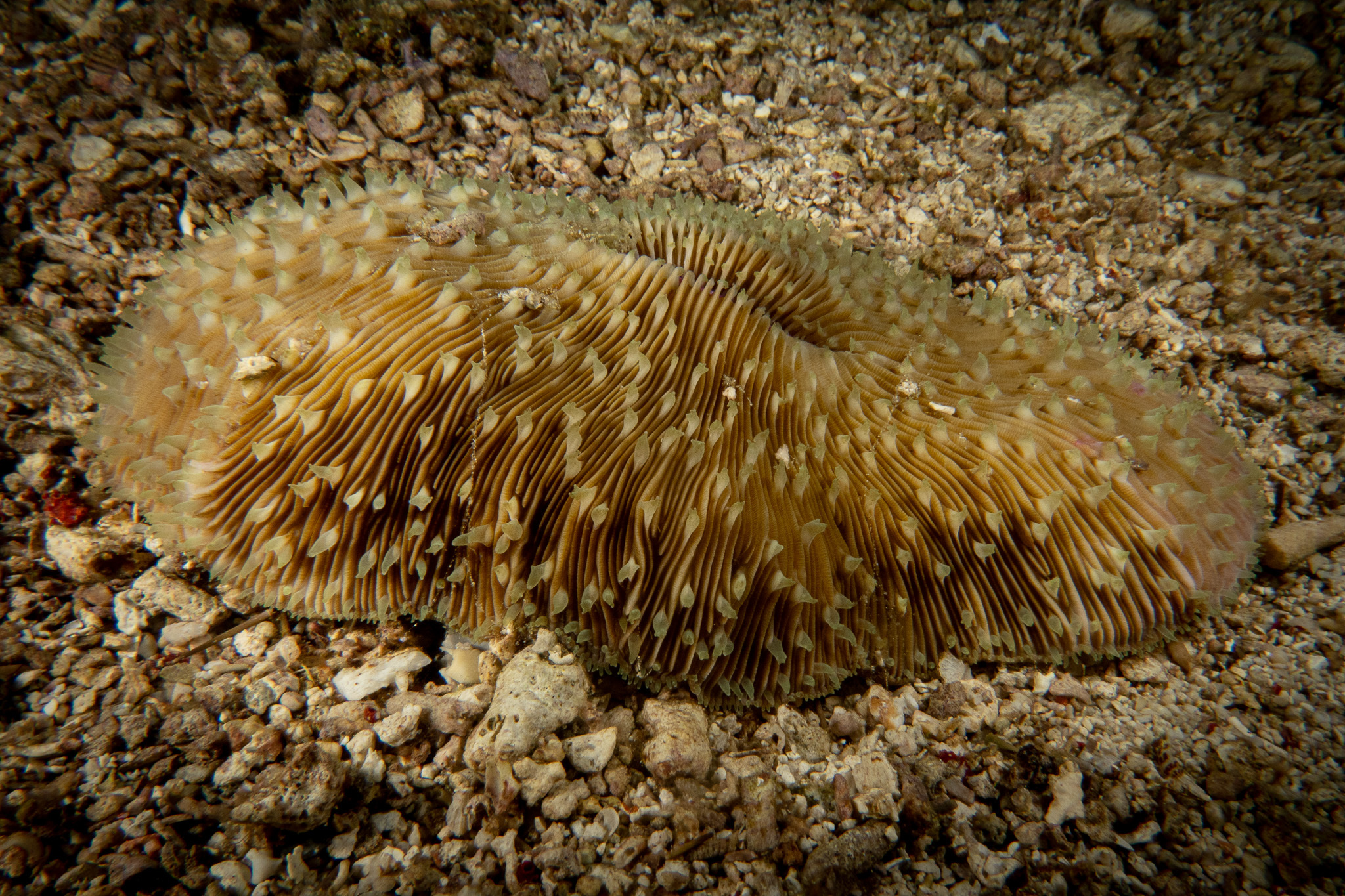 Lobactis scutaria (Lamarck, 1801)