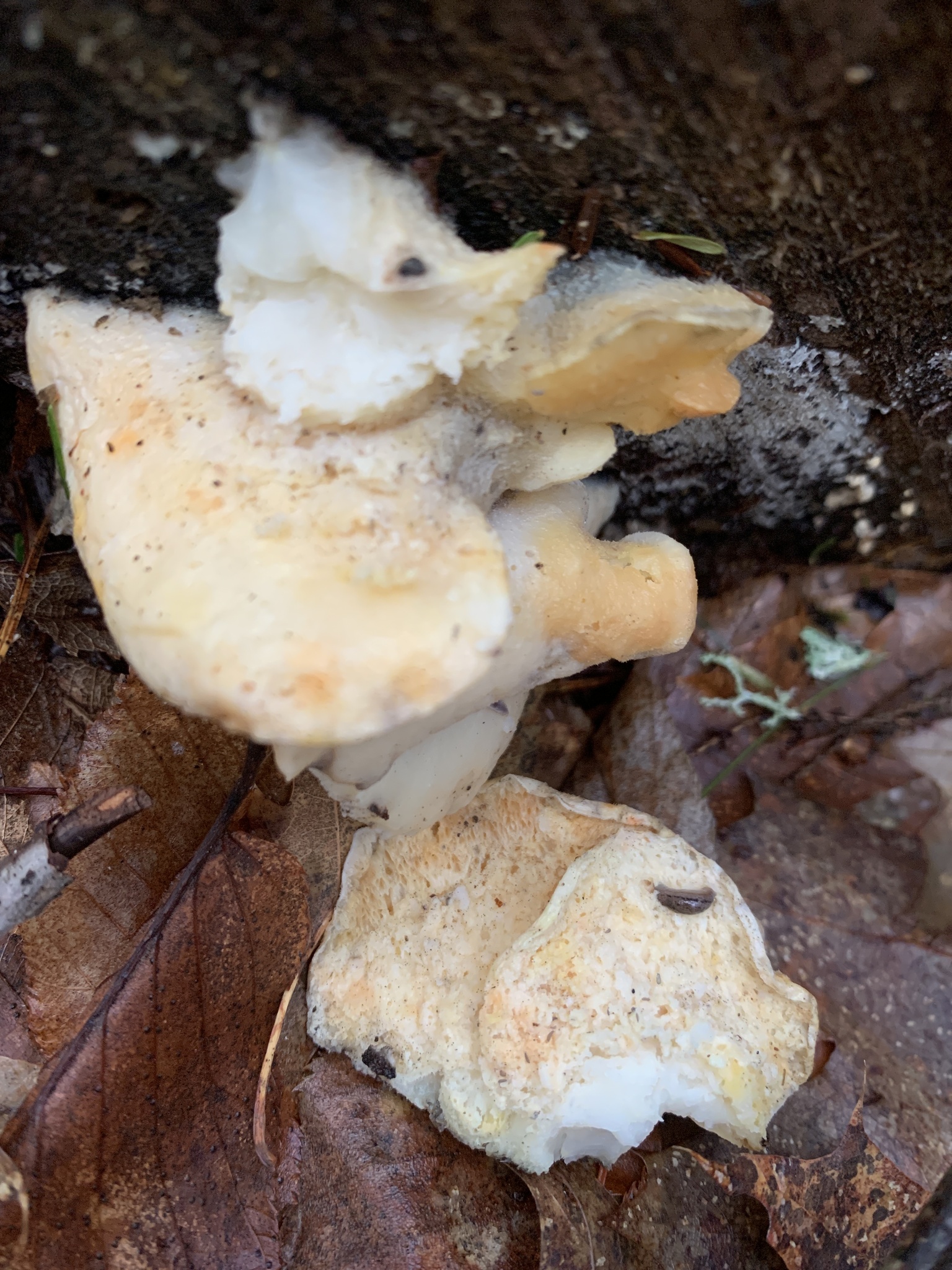 Tyromyces chioneus (Fr.) P.Karst.