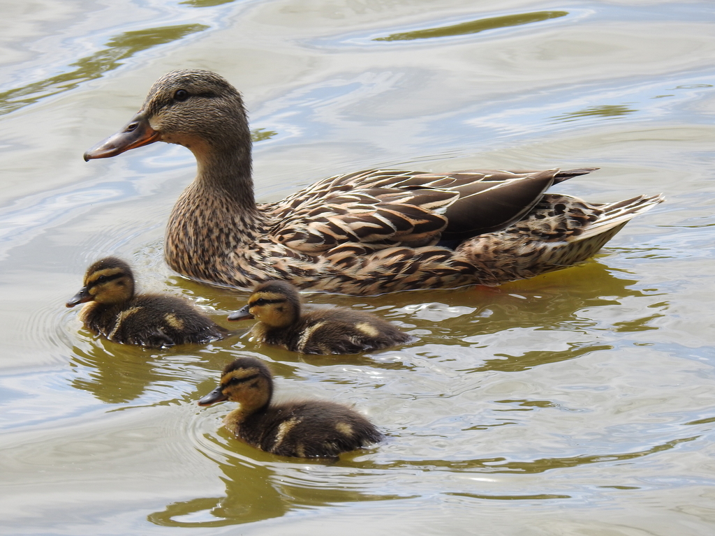 Mallard from Flower Mound, TX, USA on April 24, 2023 at 12:01 PM by ...