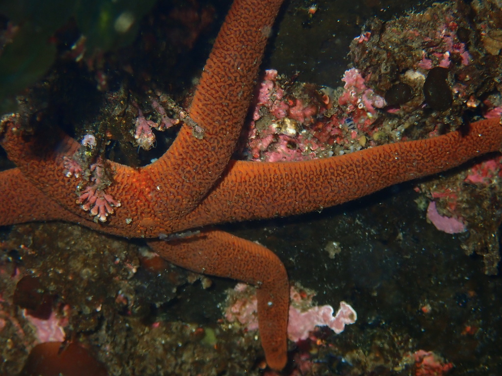 Blood Stars from North Pacific Ocean, Kitimat-Stikine, BC, CA on April ...
