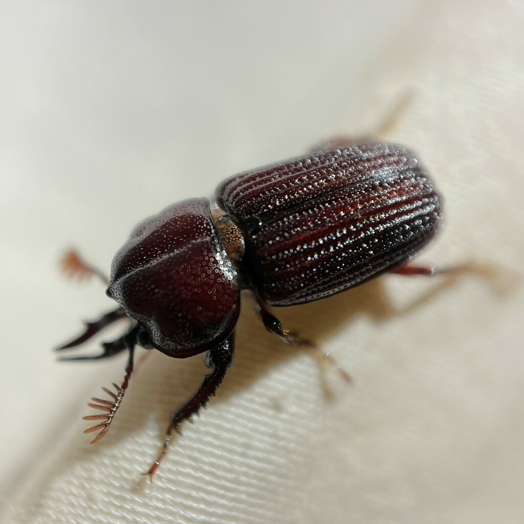 Syndesus macleayi from Crowea WA 6262, Australia on April 08, 2023 at ...