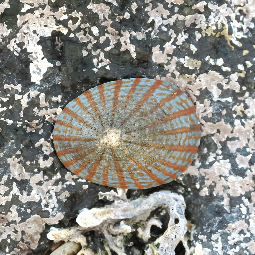 Cellana nigrolineata from Manatsuru, Manazuru, Ashigarashimo District ...