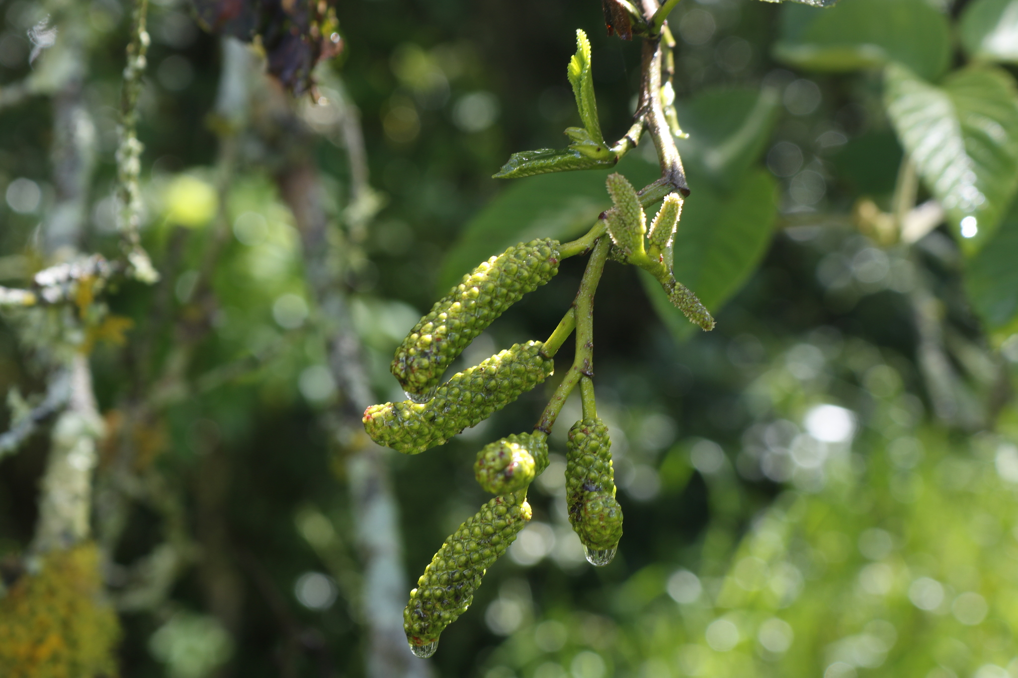 Alnus acuminata Kunth