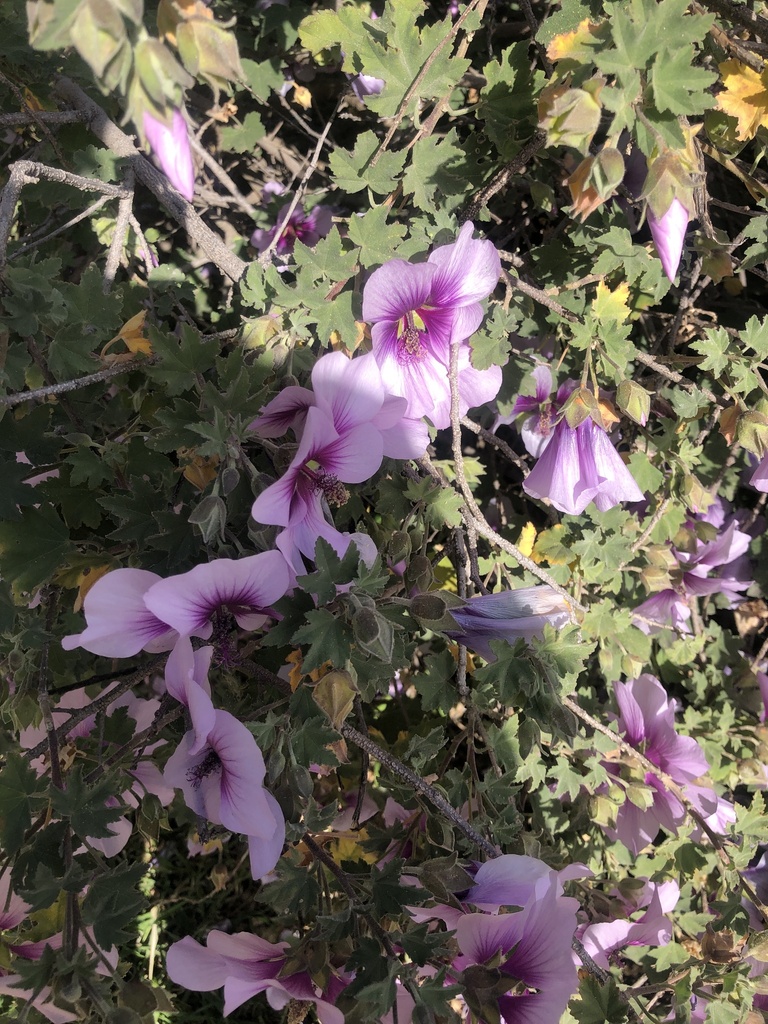 Sea Mallow from Mission Creek, San Francisco, CA, US on April 24, 2023 ...