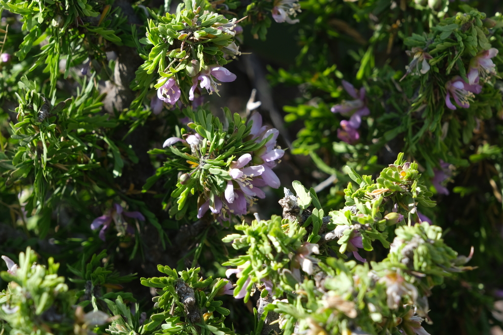 Texas lignum-vitae from Big Bend National Park, Brewster, Texas, United ...