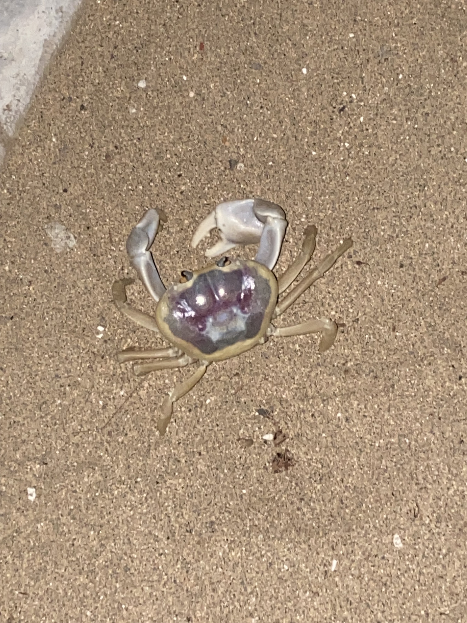 Gecarcinus quadratus de Saussure, 1853