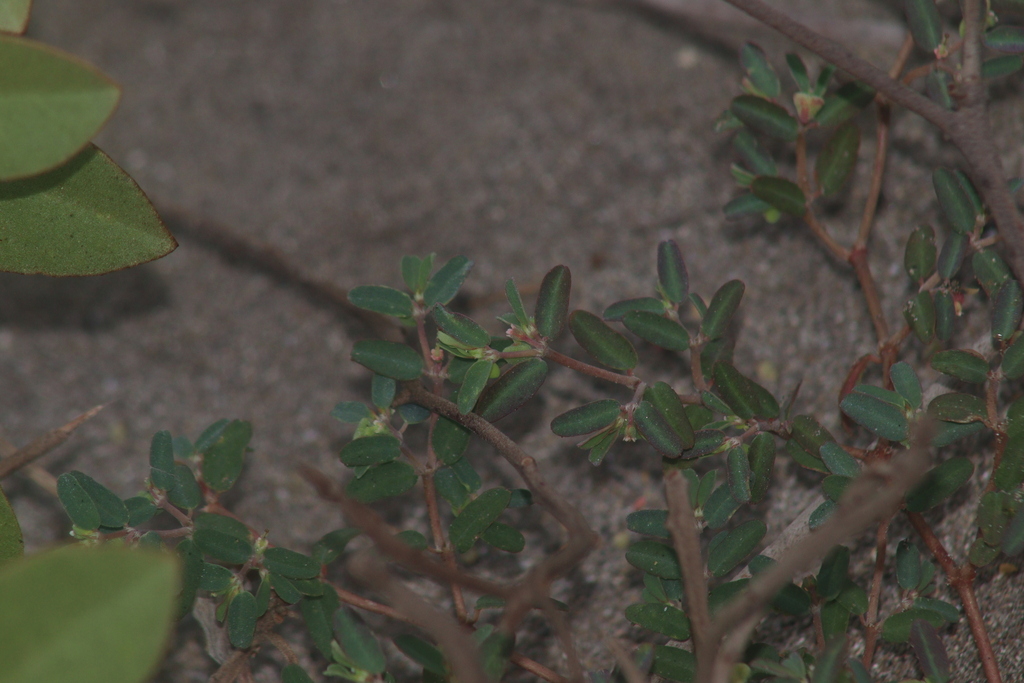 Southern Seaside Spurge from Alvarado, Ver., México on March 09, 2023 ...