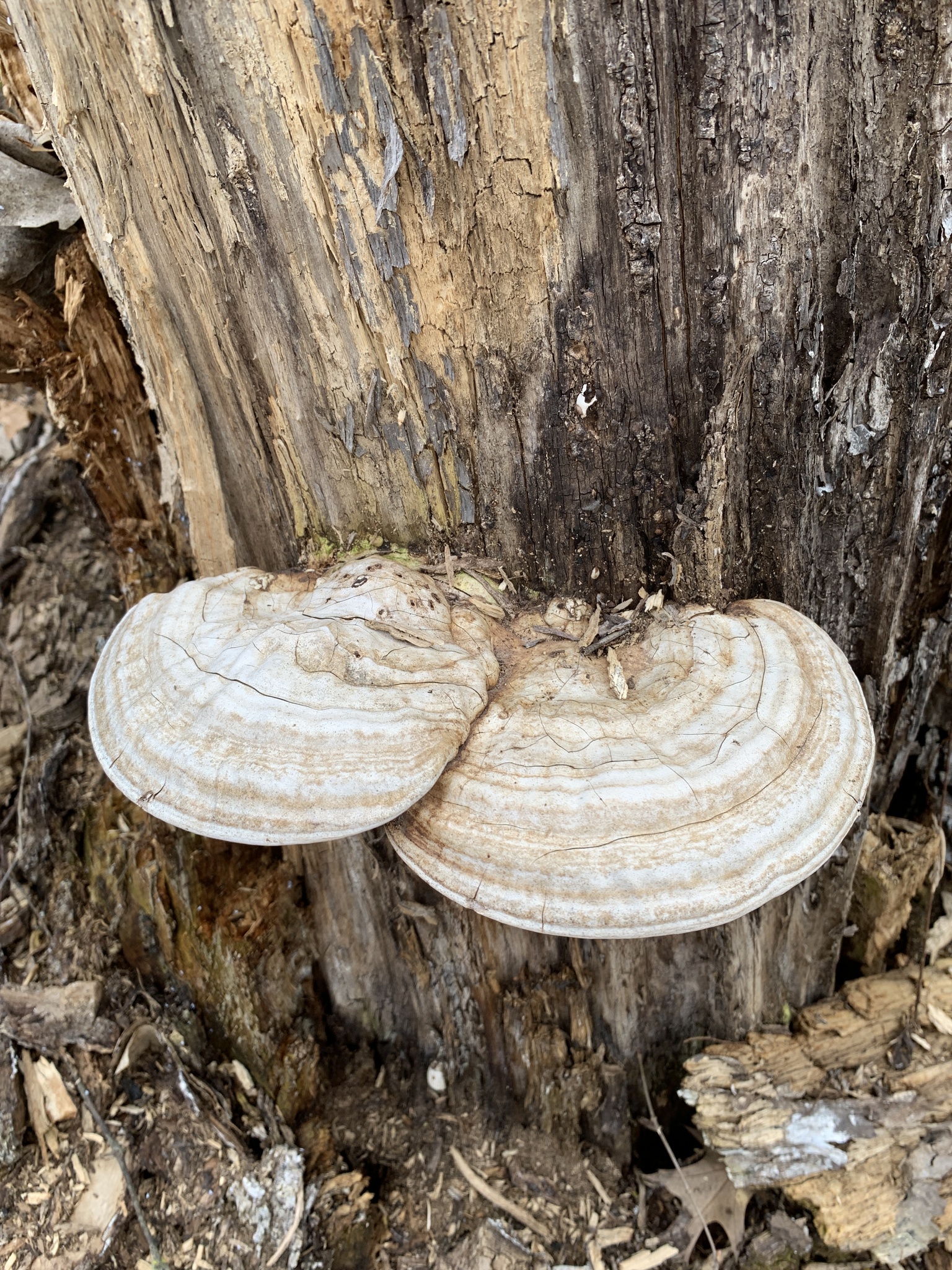 Ganoderma megaloma (Lév.) Bres.