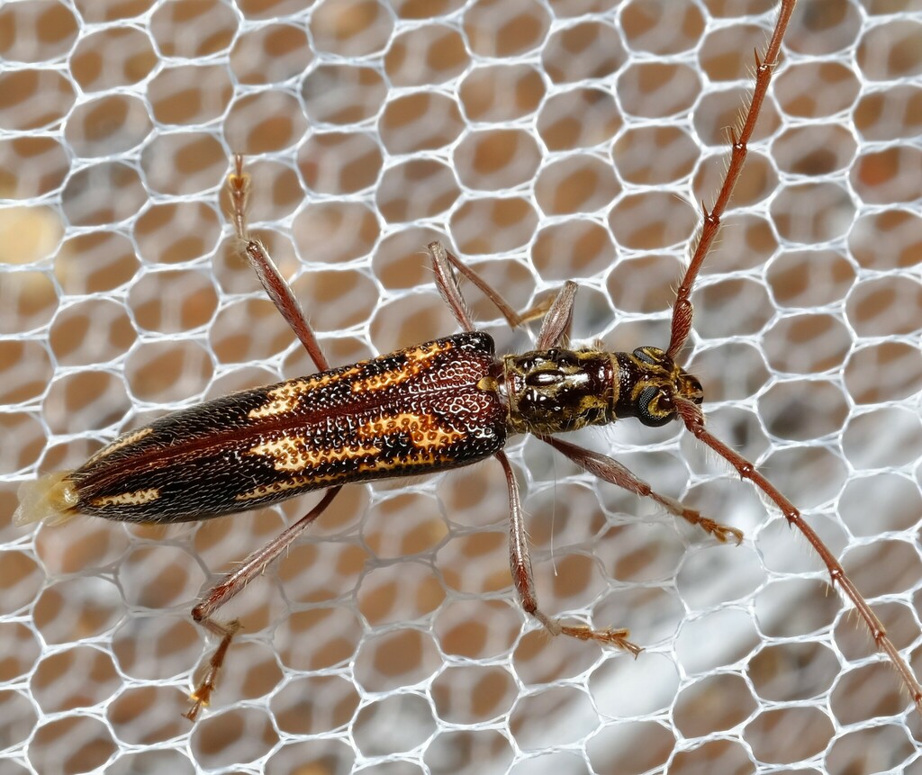 Coptocercus rubripes from Anglesea VIC 3230, Australia on April 25 ...