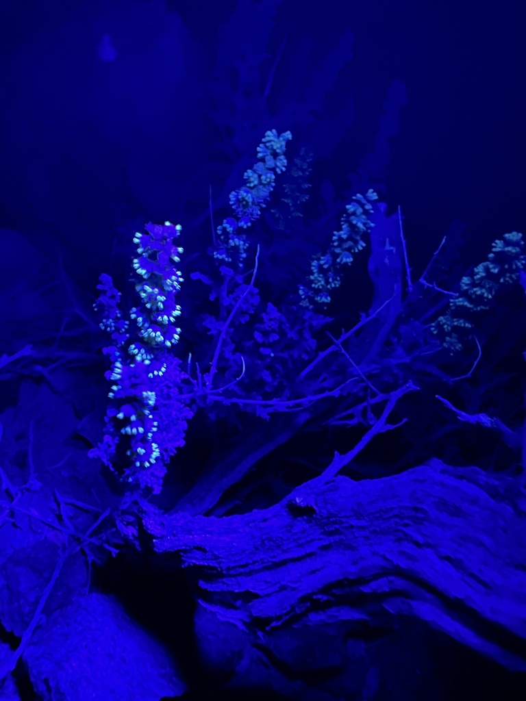 Burrobush from Amargosa Valley, Beatty, NV, US on April 22, 2023 at 10: ...