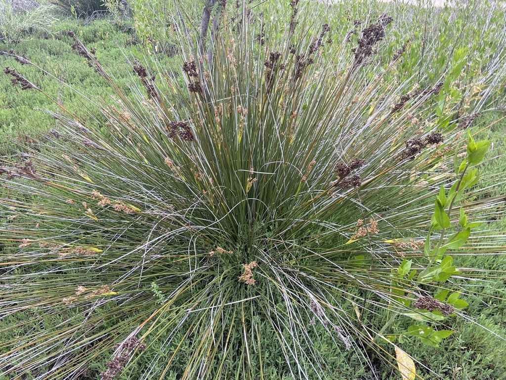 spiny rush from Harbor Blvd, Oxnard, CA, US on April 24, 2023 at 09:18 ...