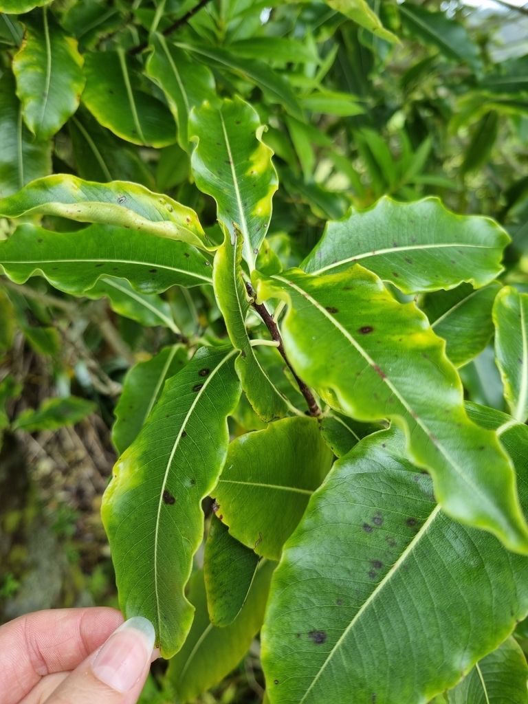 Tarata (Lemonwood) in April 2023 by Smithy · iNaturalist