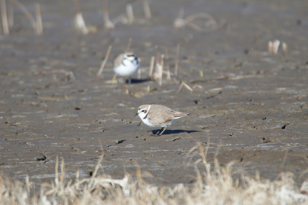 Snowy Plover in April 2023 by rangerroy. 11 SNPL observed at this ...