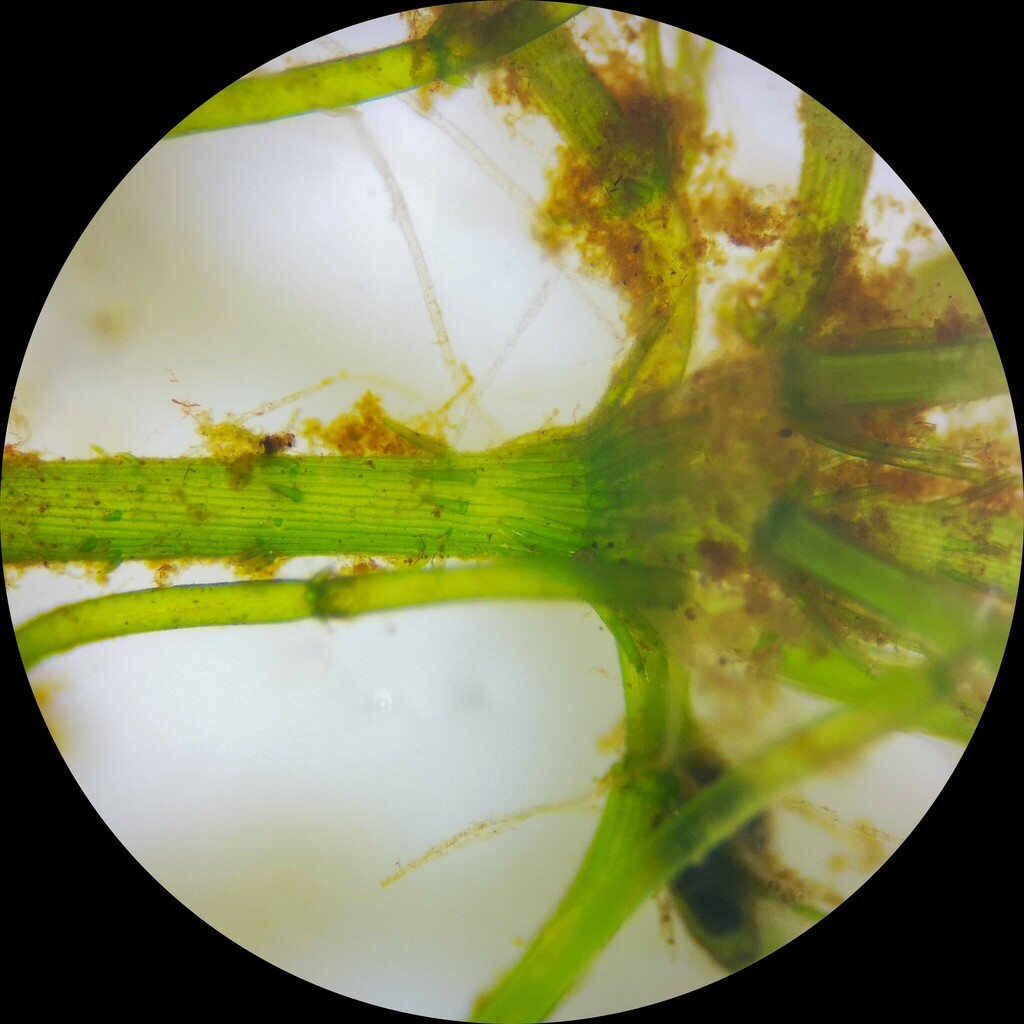 (Chara inconstans oerstediana) - Botanical Realm