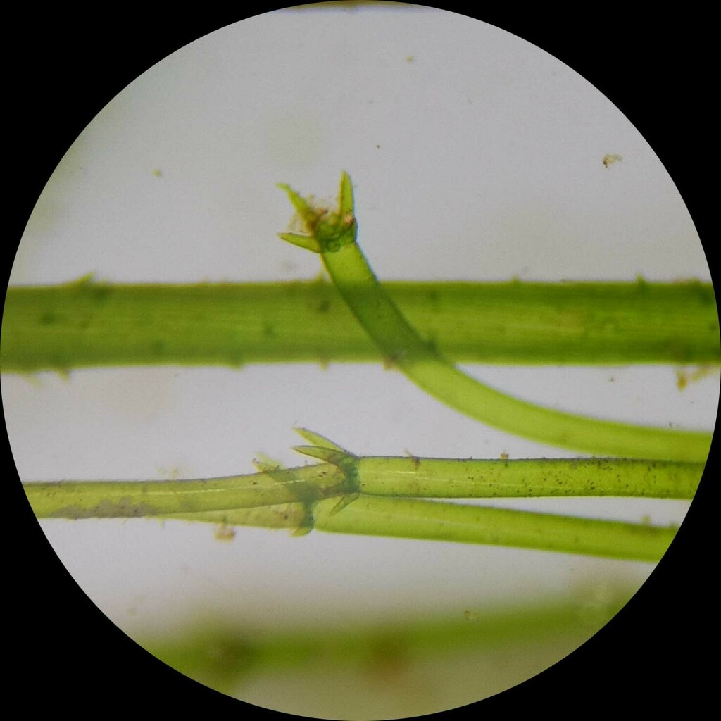 (Chara inconstans oerstediana) - Botanical Realm