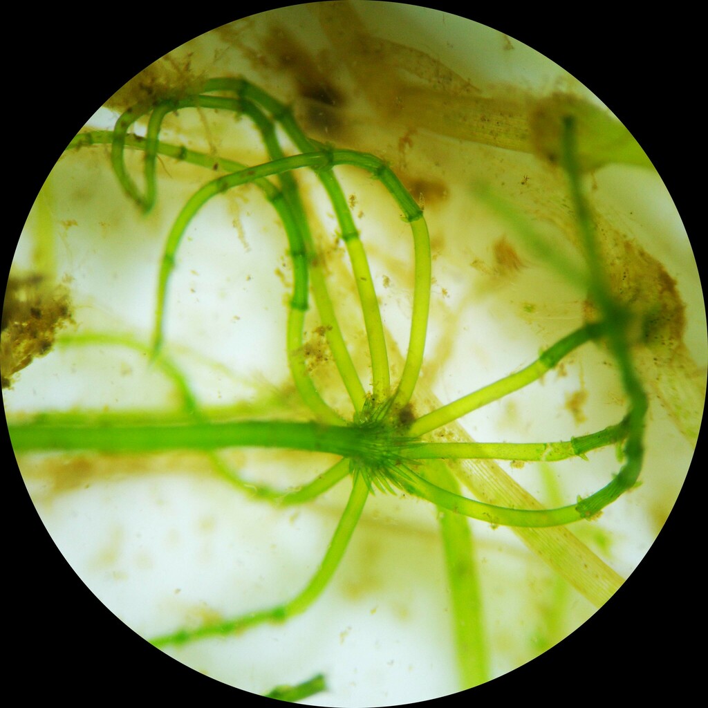 (Chara inconstans oerstediana) - Botanical Realm