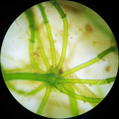 Chara inconstans · iNaturalist Mexico