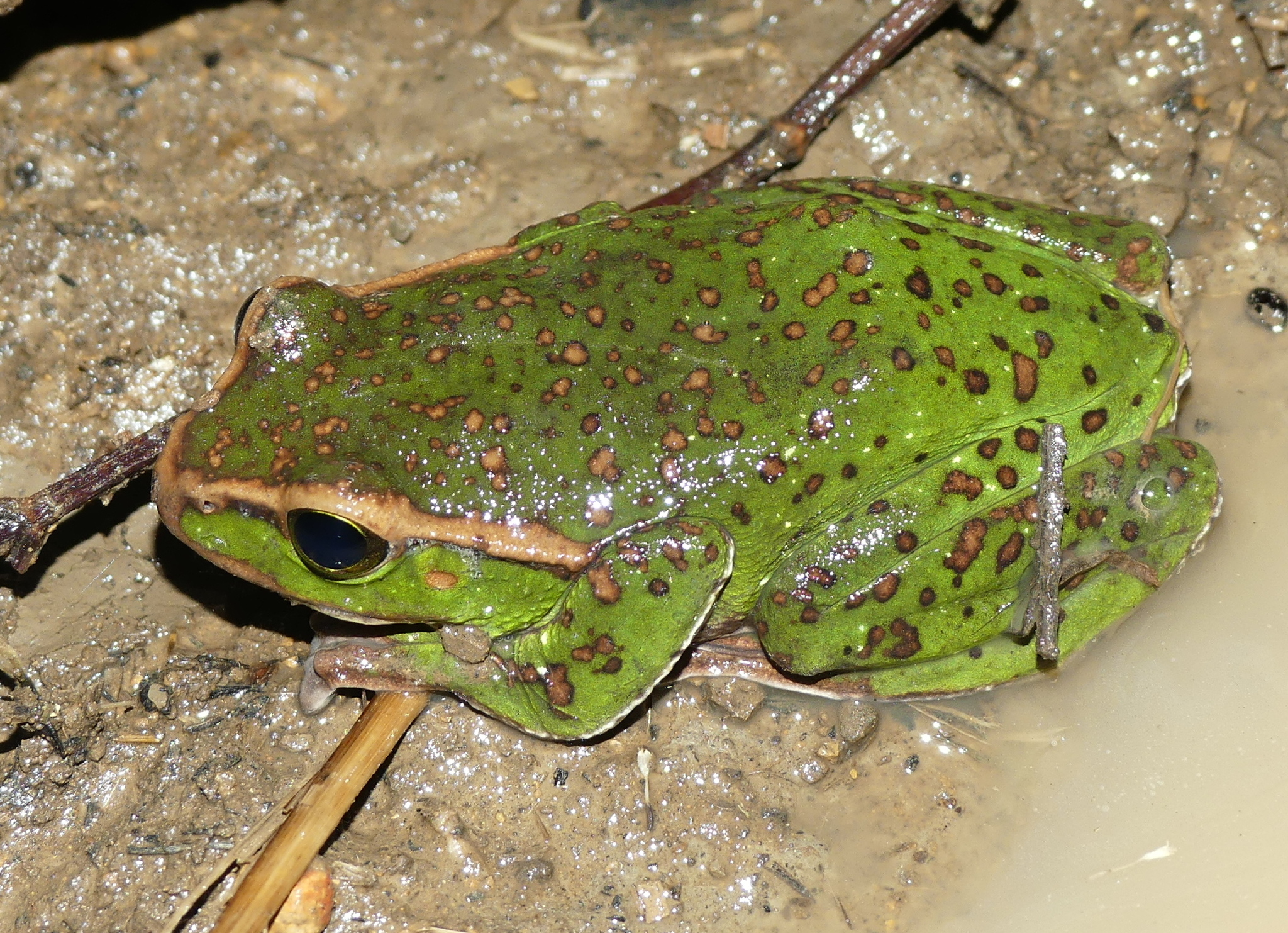 Hyla annectans (Jerdon, 1870)