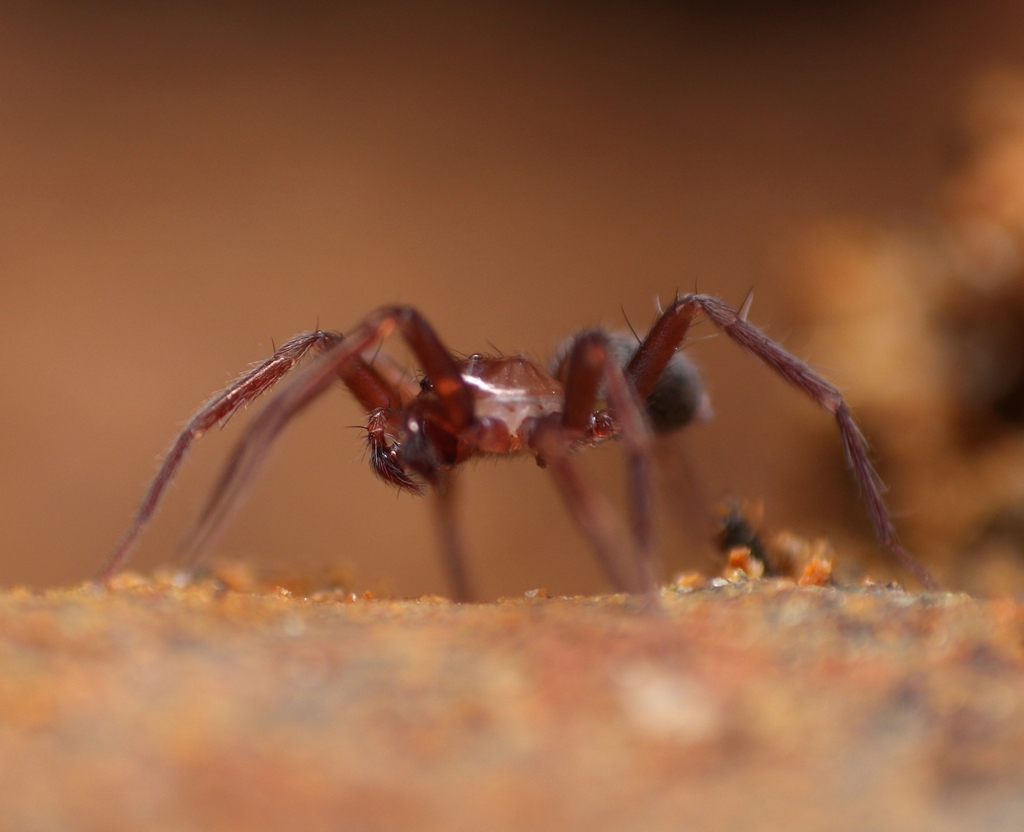 Yorima angelica from Jamul, CA 91935, USA on April 15, 2023 at 06:10 PM ...