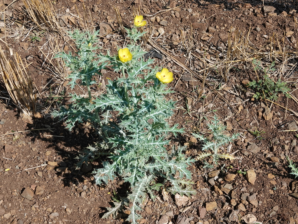 Mexican prickly poppy from Aurangabad Division, Maharashtra, India on ...