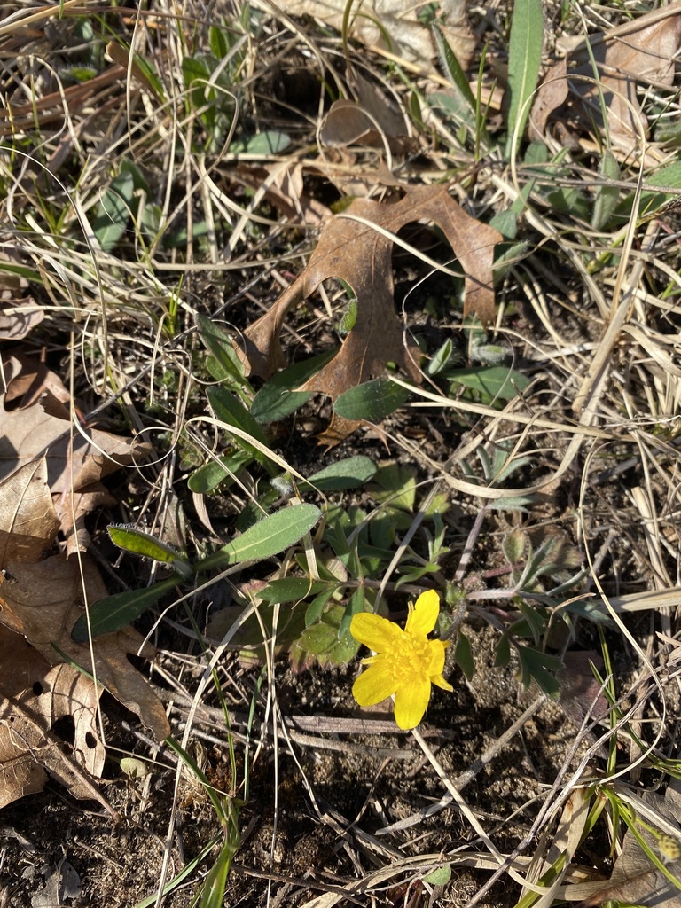 Early Buttercup from Fennville, MI, US on April 24, 2023 at 05:25 PM by ...